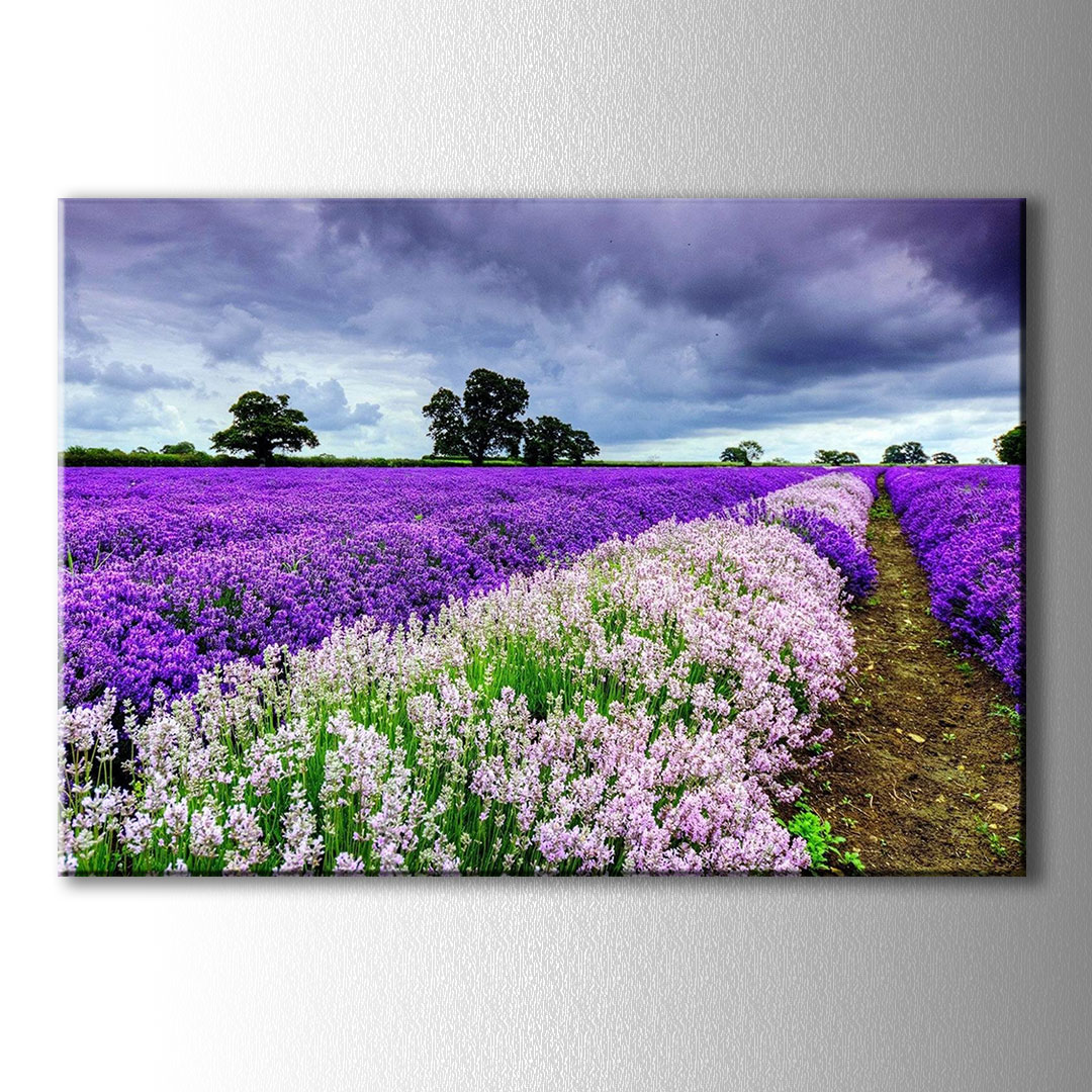 Lavanta Bahçesi Kanvas Tablo